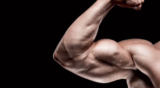 Muscular Arm Straight