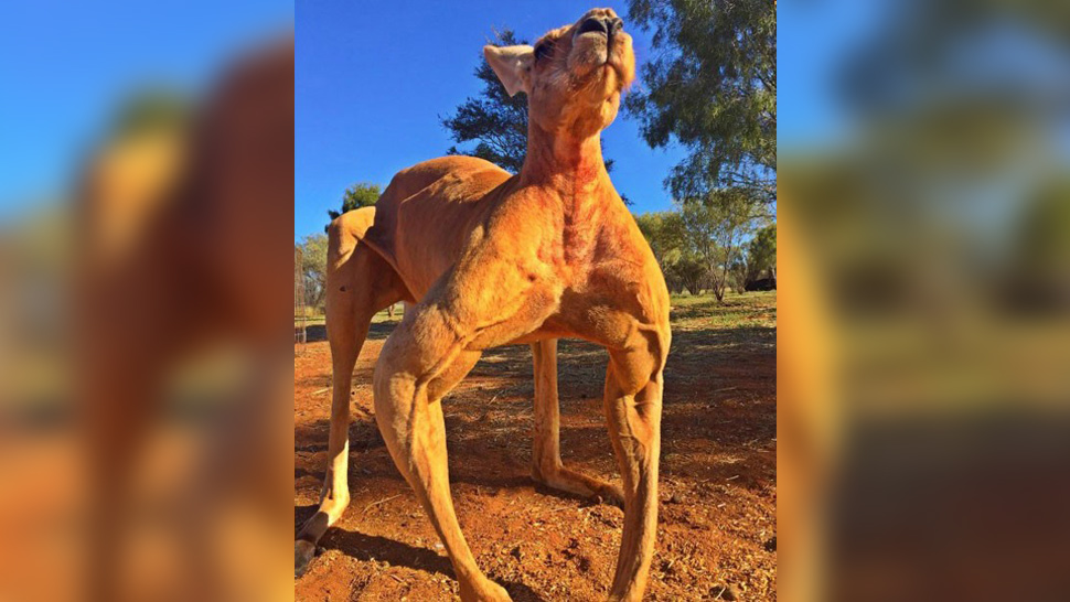 Muscle Animals