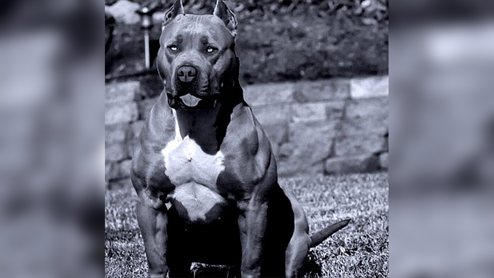 6 Ripped Animals Who Will Put You to Shame | Muscle & Fitness