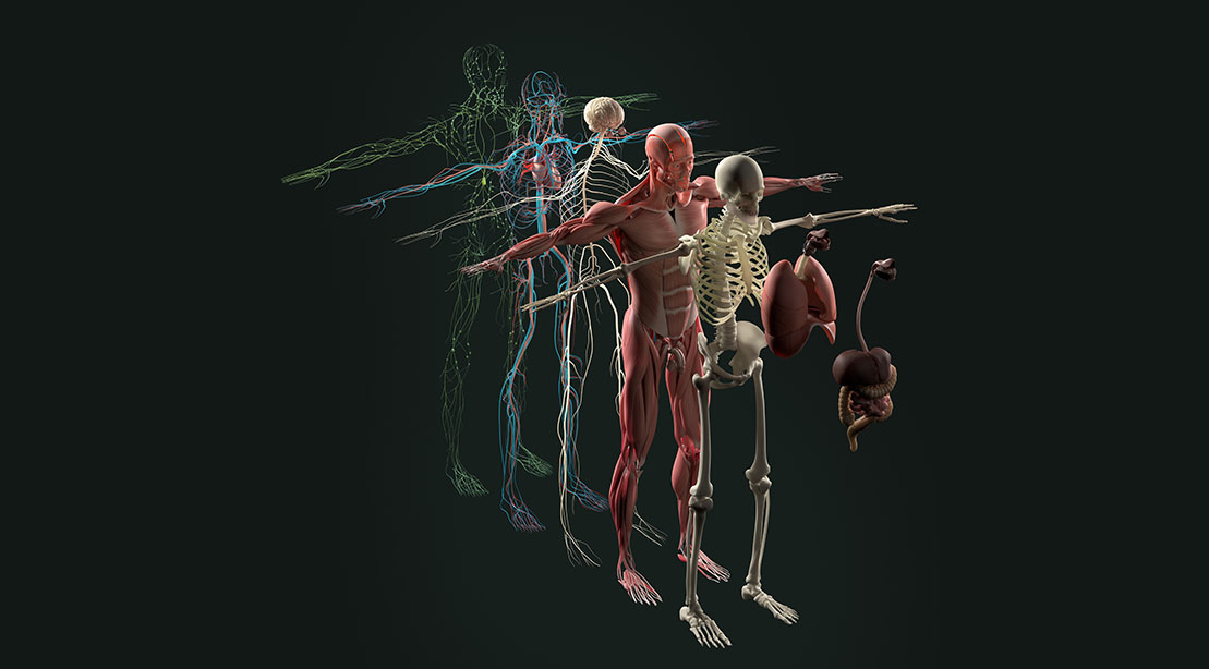 Scientists Discover a New Organ | Muscle & Fitness