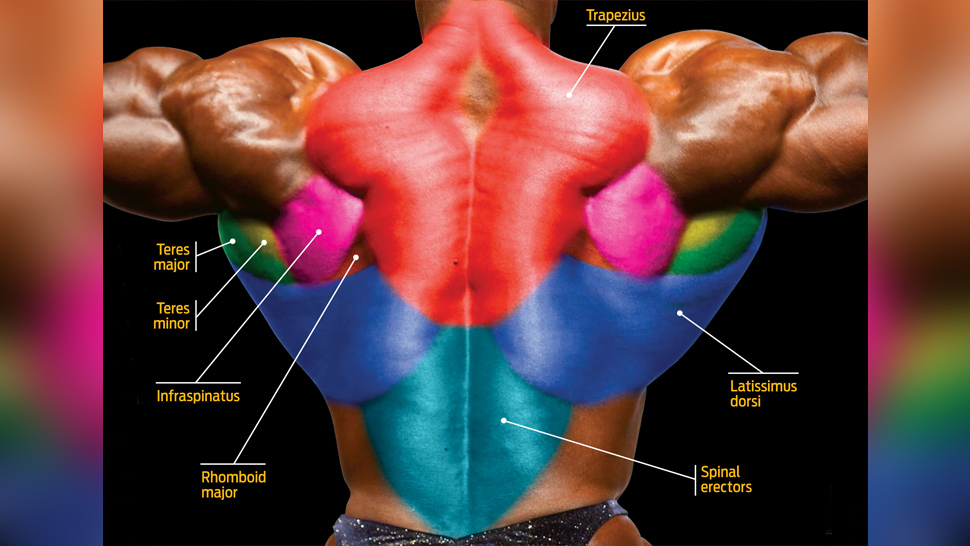The Top 5 Back Training Mistakes Muscle Fitness The Top 5 Back Training Mistakes Muscle Fitness