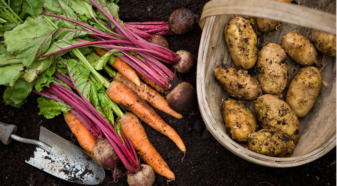 Weird Root Vegetables
