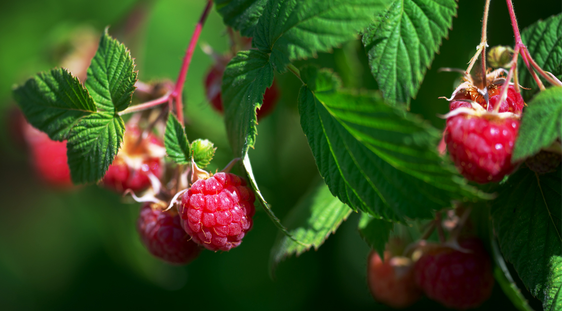 7 Natural Supplements to Boost Your Fat Burn | Muscle & Fitness