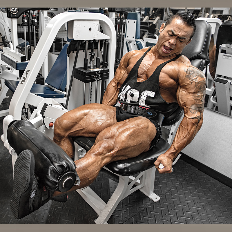 Leg Extension Muscles Worked